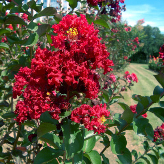 Lagerstroemia Petite Red - lagerstroemia indyjska czerwona Petite Red ...